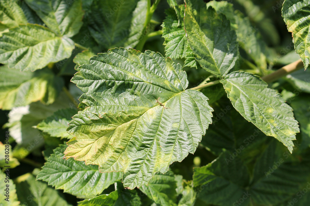 Chlorotic blotches of Raspberry virus. Yellows disease symptoms in ...