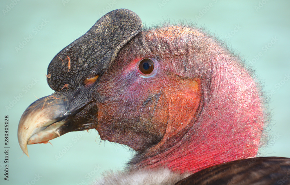 A vulture is a bird of prey. 2 types of vultures are the New World ...