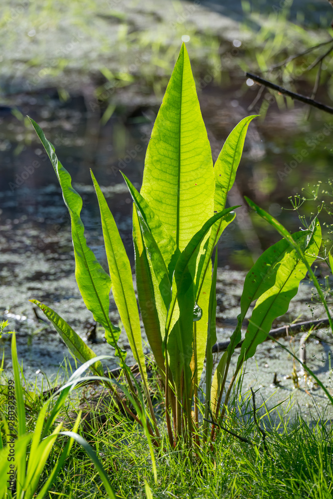 Rumex aquaticus, a rare and endangered medicinal plant. Concept ...