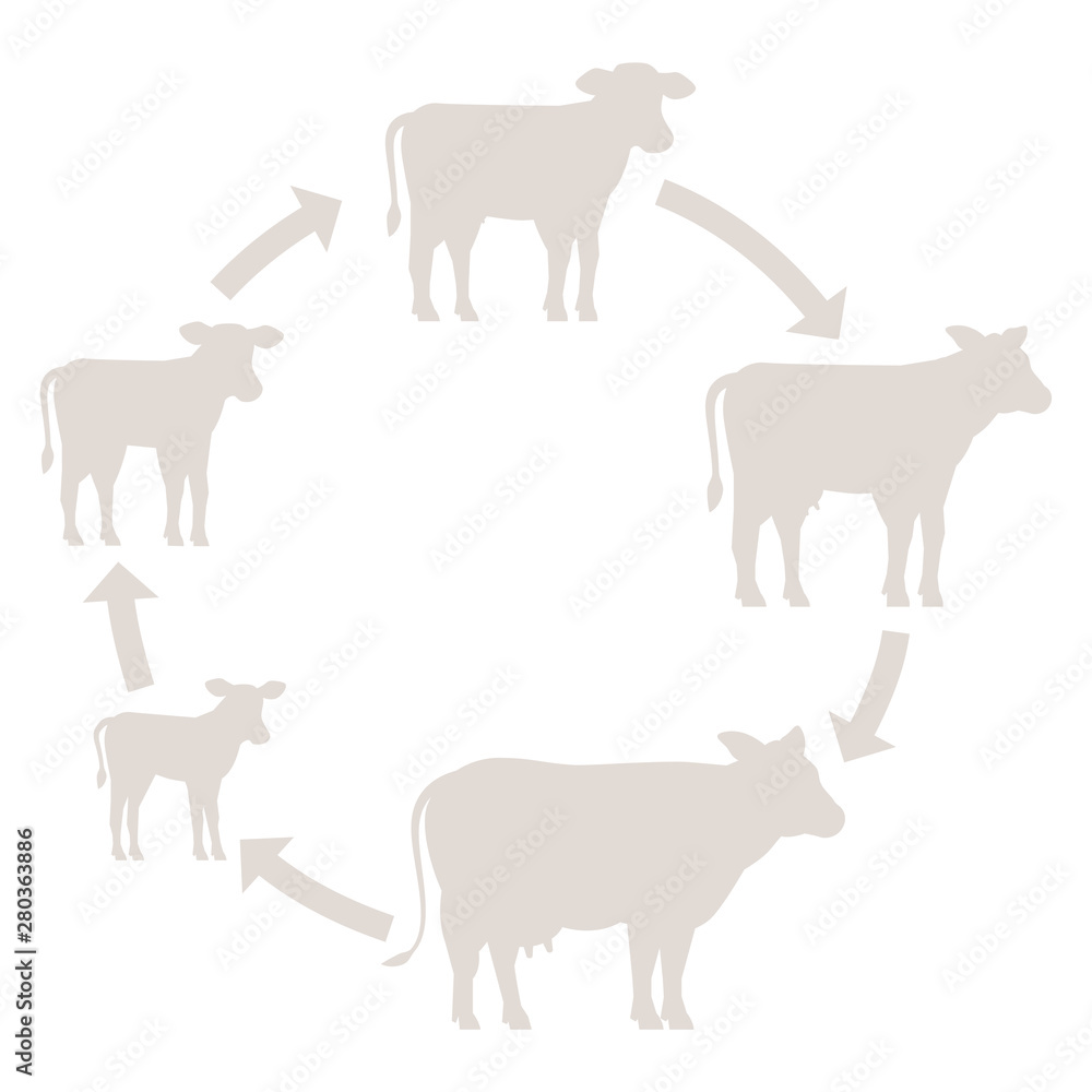 Stock-Vektorgrafik „Round Stages of cow growth set. Milk farm. Breeding ...
