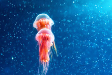 Red Jellyfish Free Stock Photo - Public Domain Pictures