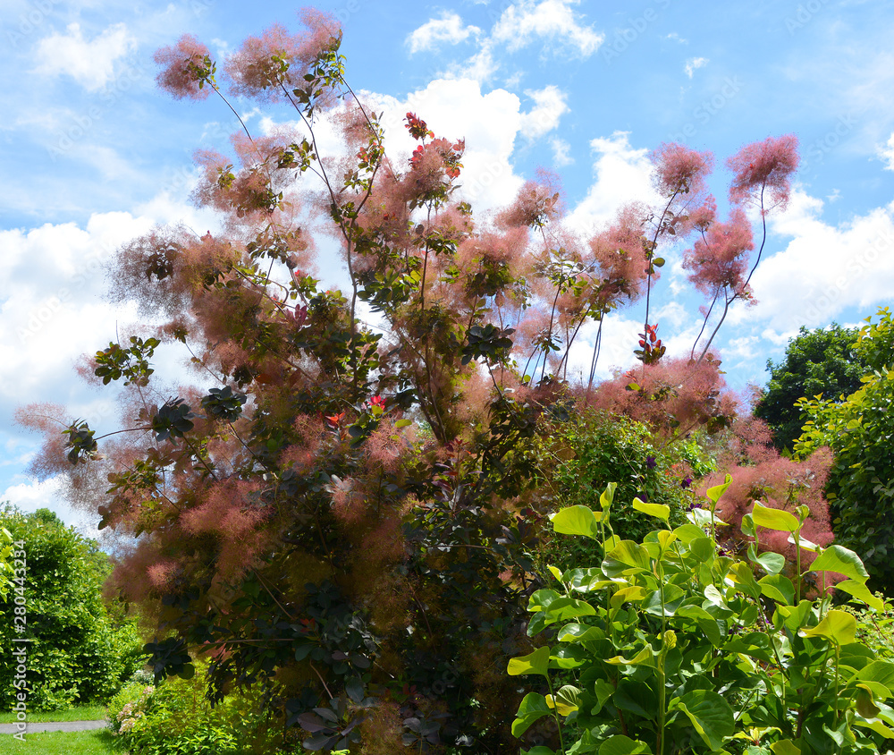 Cotinus coggygria, Rhus cotinus, the European smoketree, Eurasian ...