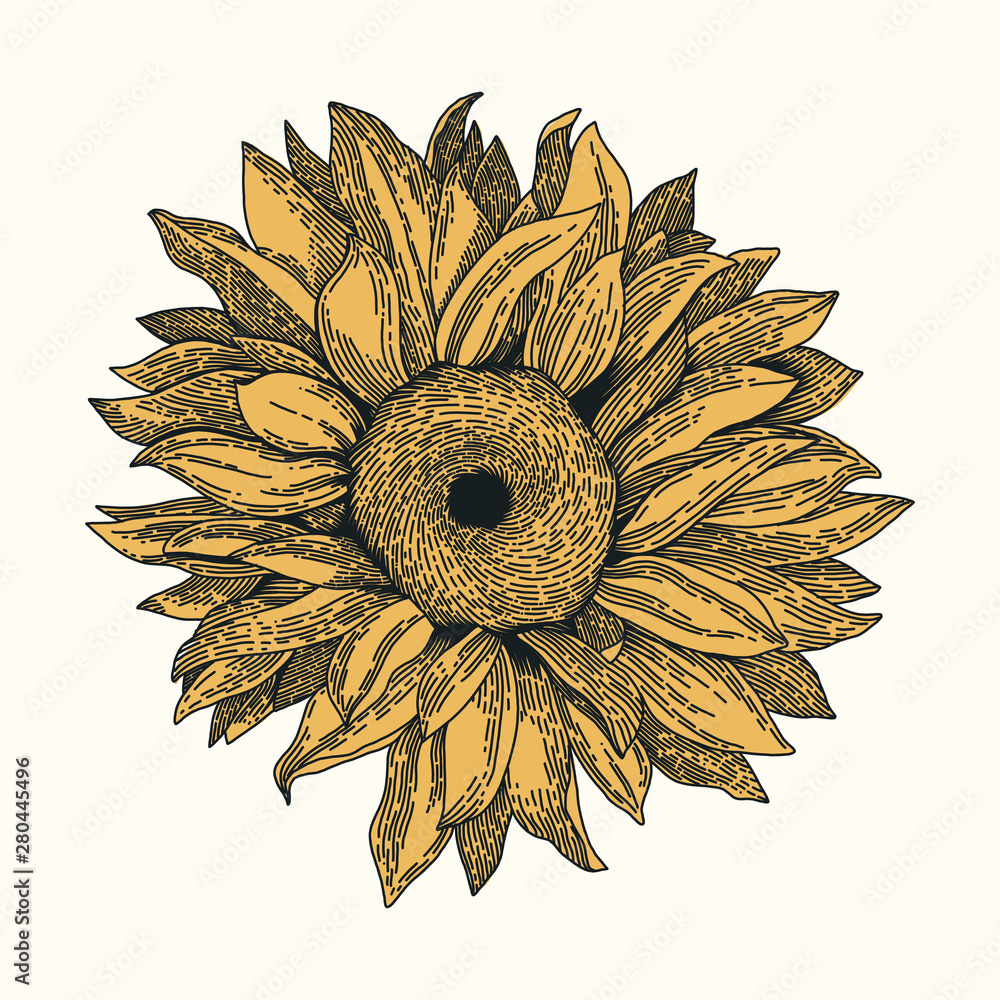 Vector sunflower detailed illustration. Vintage engraving style. Stock ...