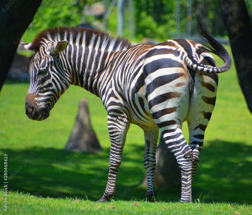 Burchell's zebra is a southern subspecies of the plains zebra. It is ...
