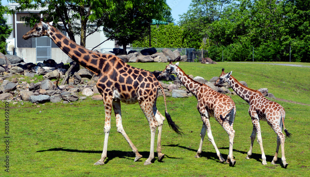 The giraffe close up (Giraffa camelopardalis) is an African even-toed ...