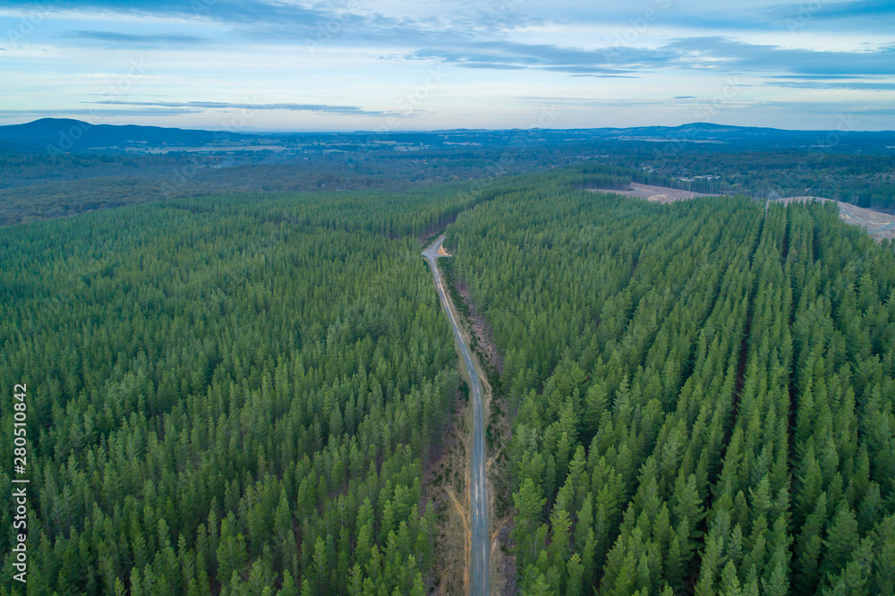 Aerial view of rural road passing through pine trees plantation at Mt ...