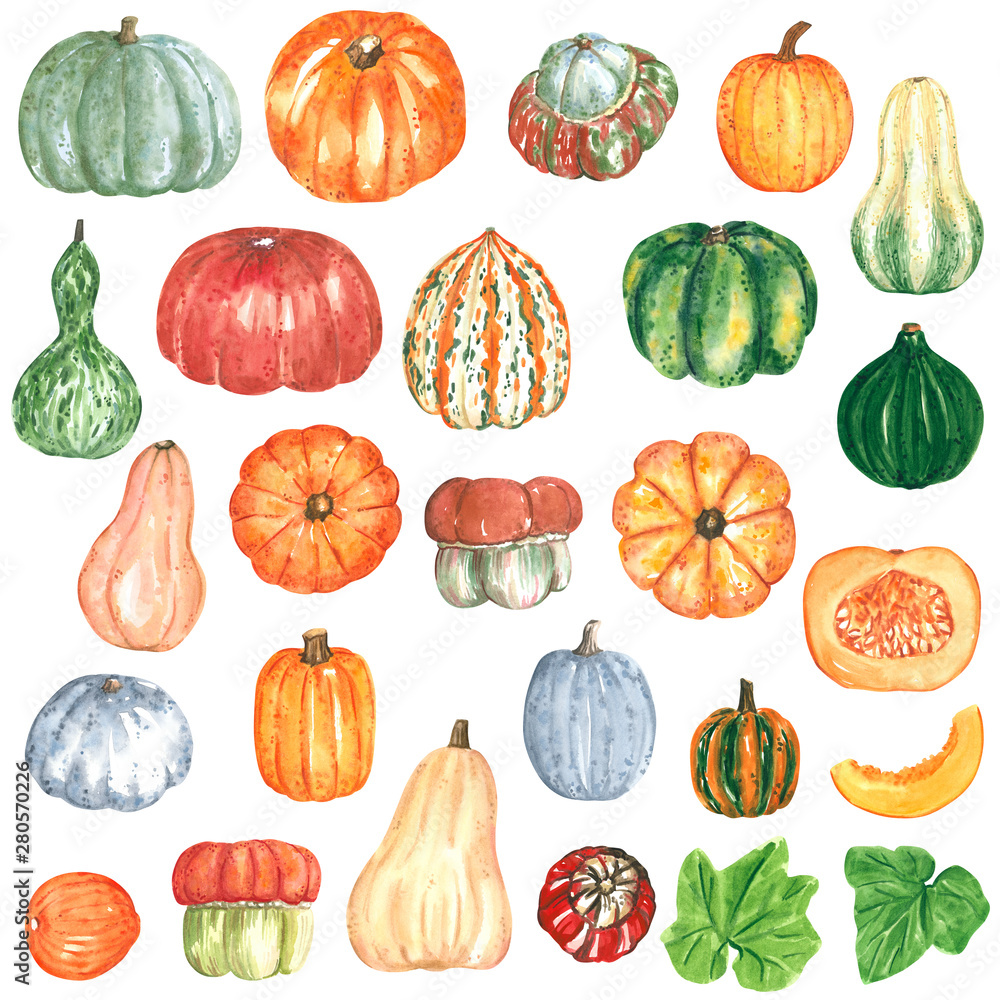 squash illustration