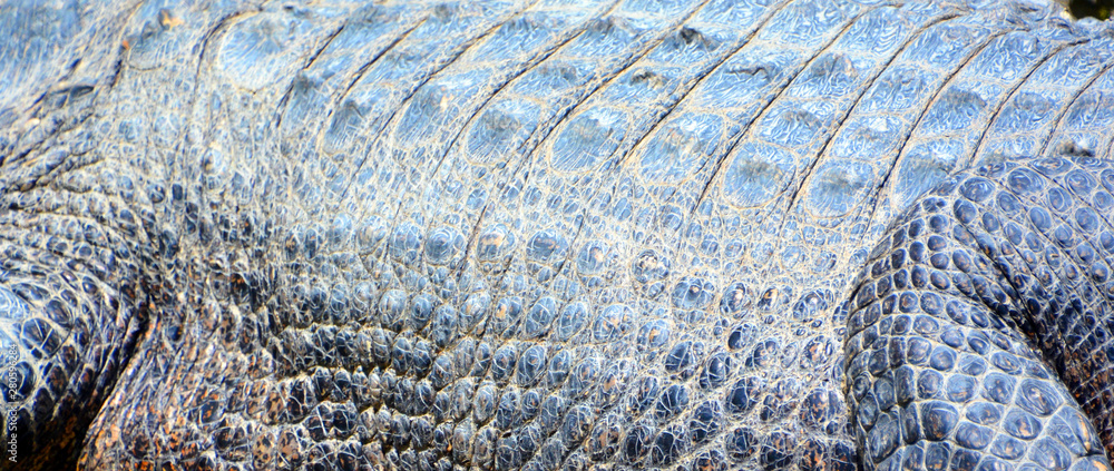 Stock-Foto „An alligator is a crocodilian in the genus Alligator of the ...