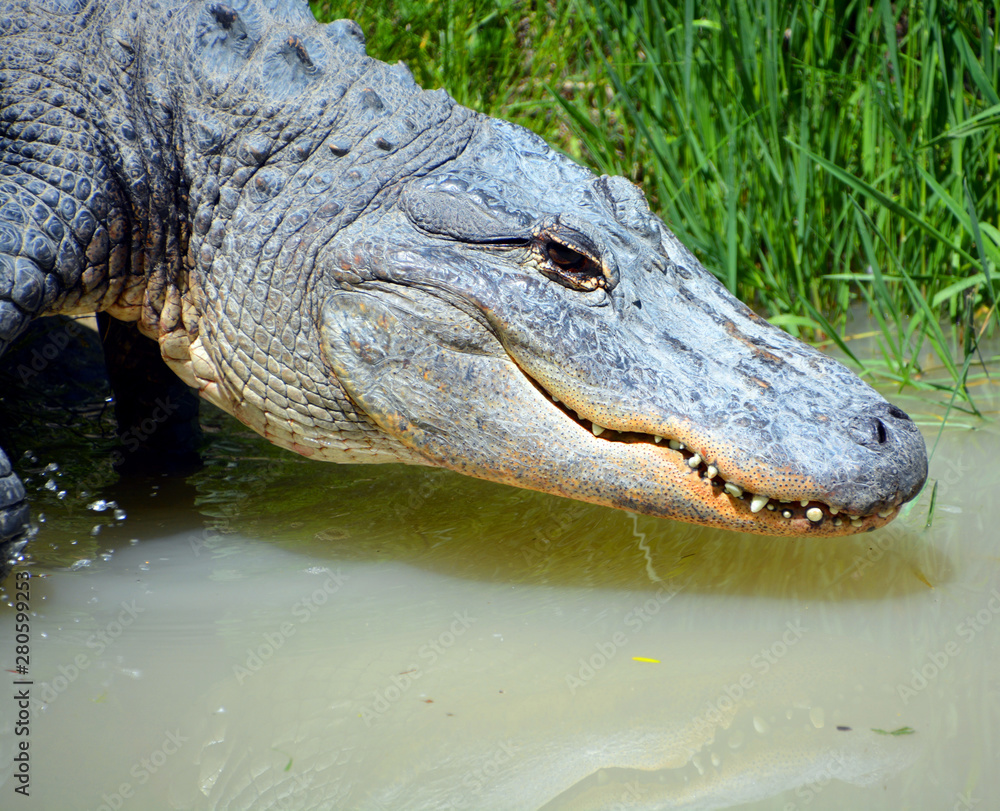 An alligator is a crocodilian in the genus Alligator of the family ...