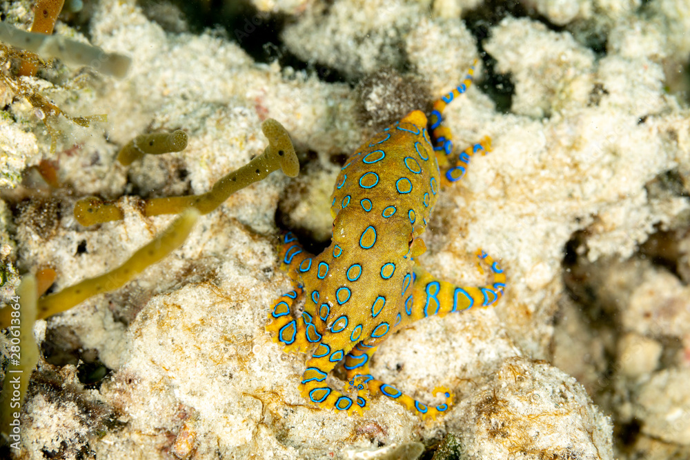 Foto Greater blue-ringed octopus, Hapalochlaena lunulata is one of four ...