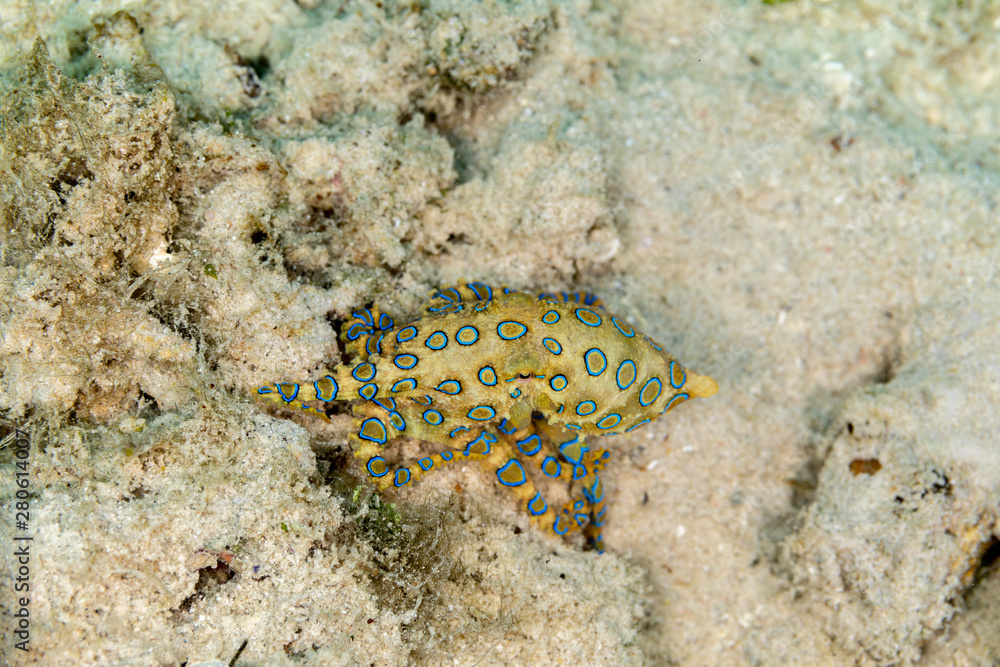 Greater blue-ringed octopus, Hapalochlaena lunulata is one of four ...
