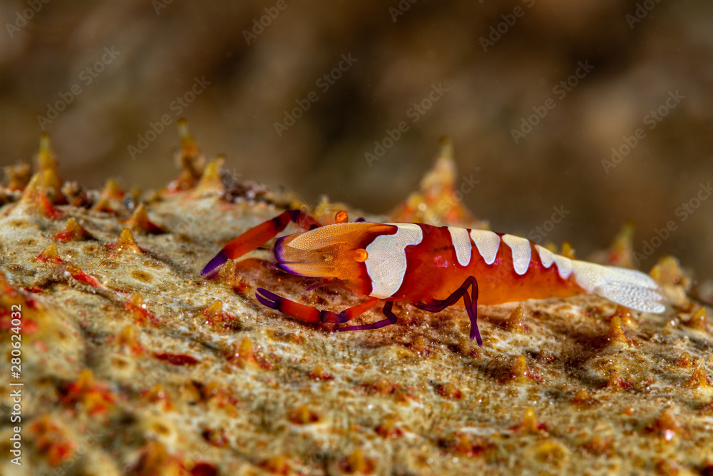 Emperor shrimp, Periclimenes imperator, is a organism of shrimp with a ...