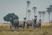 Wild Zebra Free Stock Photo - Public Domain Pictures