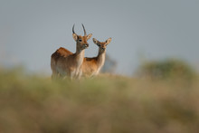 Red Lechwe Antelope Free Stock Photo - Public Domain Pictures