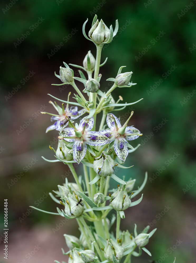 Foto de Stock USA, Nevada, Nye County, Humboldt-Toiyabe National Forest ...