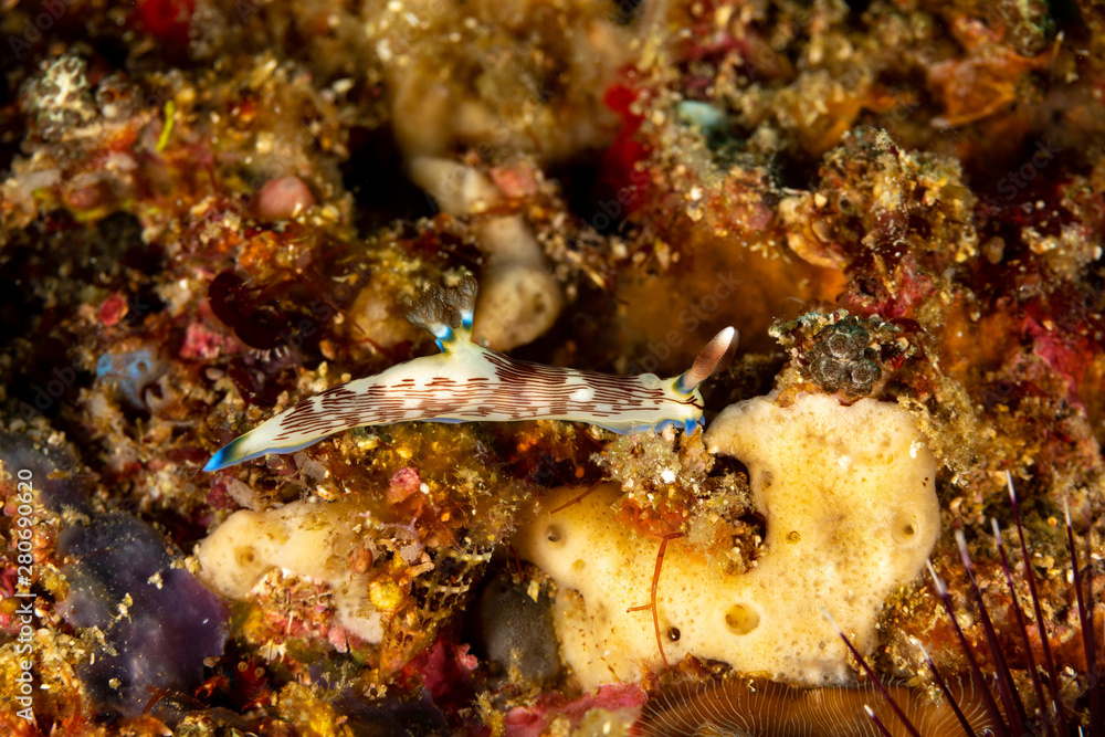 Lined Nembrotha, Nembrotha lineolata is a species of nudibranch, a sea ...