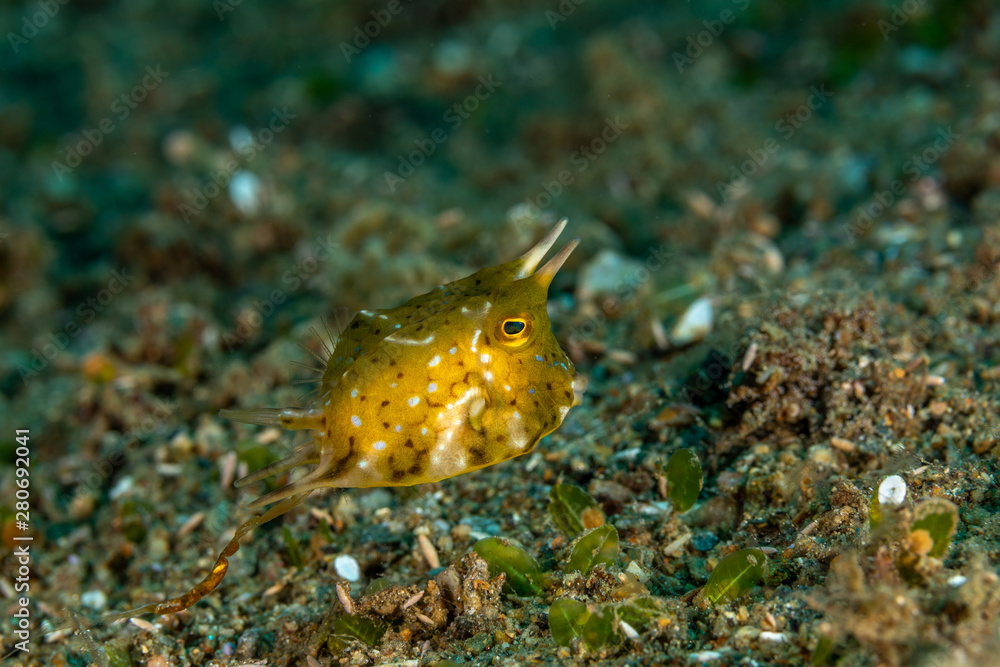 Longhorn cowfish, Lactoria cornuta, also called the horned boxfish, is ...