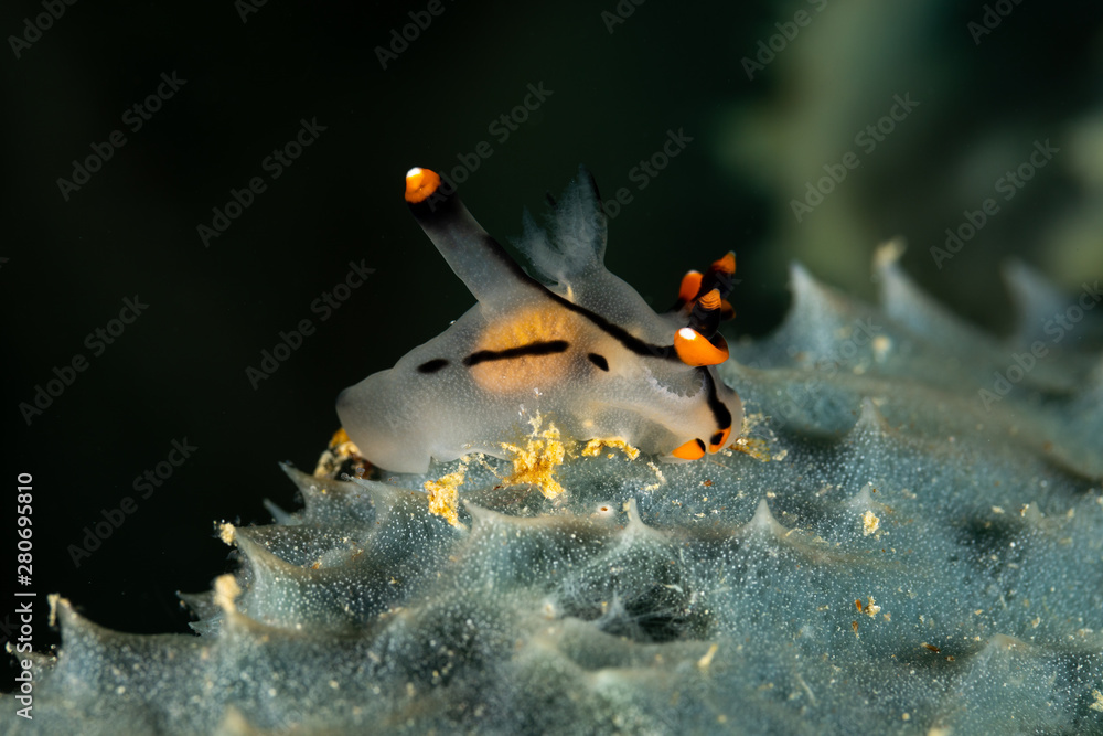Painted Thecacera, Thecacera picta is a species of sea slug, a ...