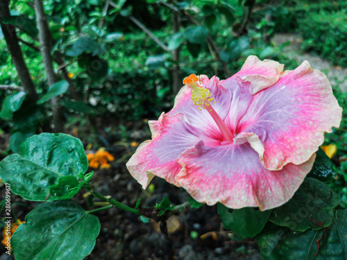 Caribbean Flowers And Their Names | Best Flower Site