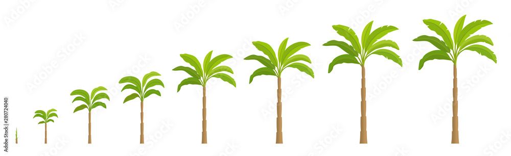 Set growth stages of palm tree. Vector Illustration growing plants ...