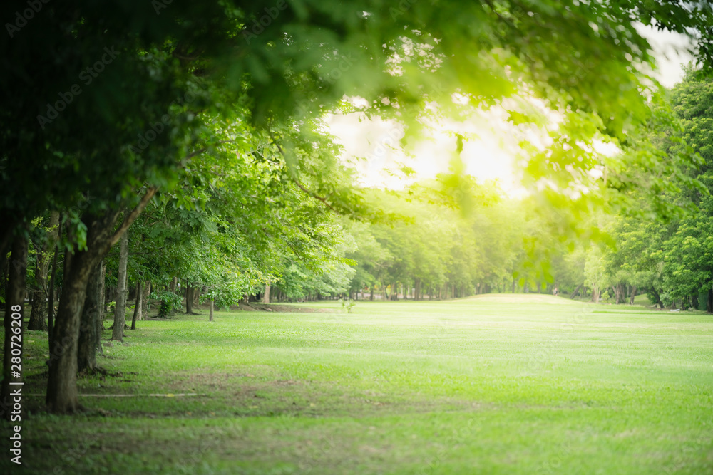Nature of green park on blurred greenery background in garden using as ...