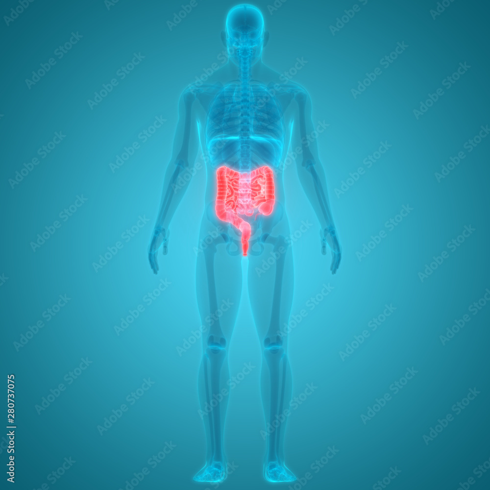 Human Digestive System Large and Small Intestine Anatomy Posterior View ...