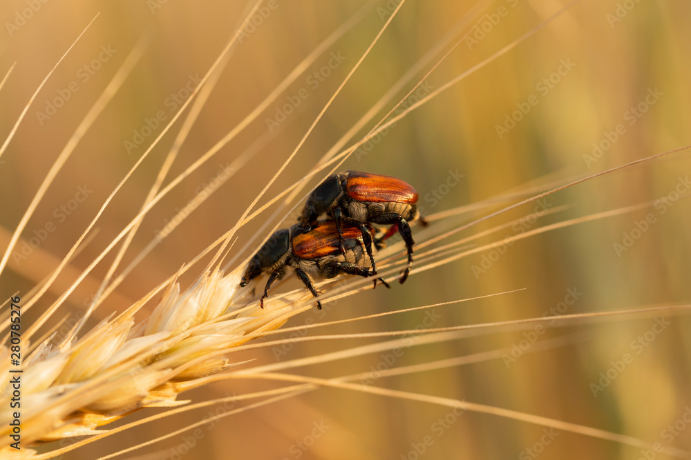 The process of breeding insects. The cockchafer, colloquially called ...