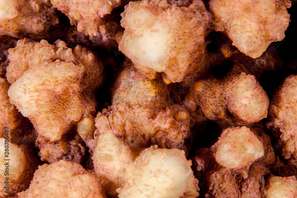 Coral reefs are built from stony corals, which in turn consist of ...