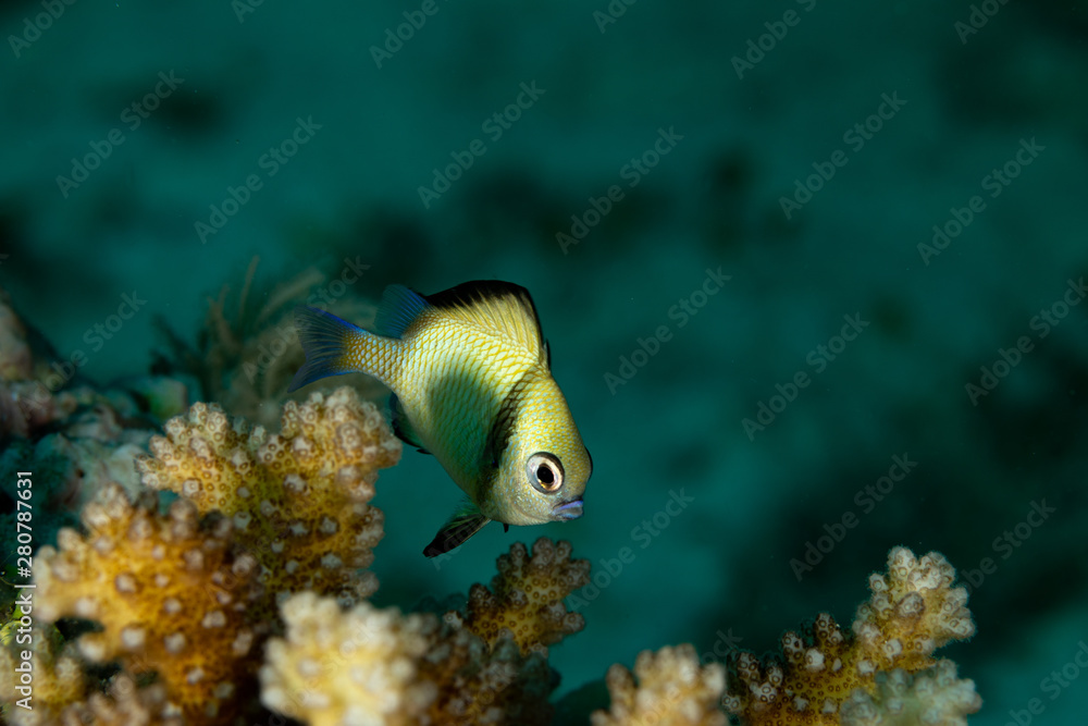 Two-stripe damselfish, reticulate dascyllus, Dascyllus reticulatus ...