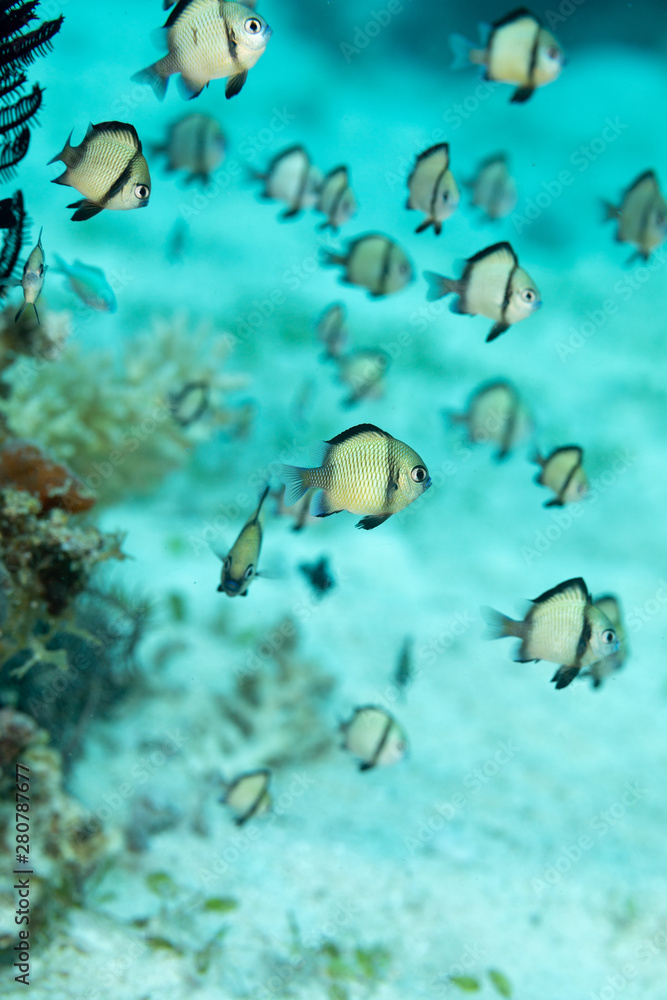 Stock-Foto „Two-stripe damselfish, reticulate dascyllus, Dascyllus ...
