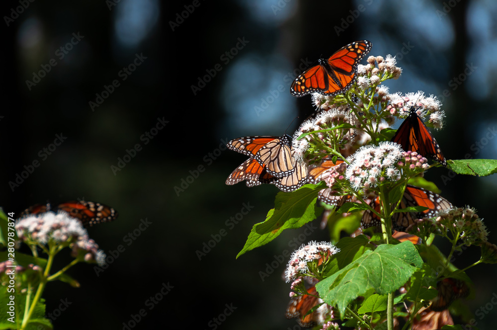 Monarch Butterfly Biosphere Reserve, Michoacan State, Mexico Stock ...