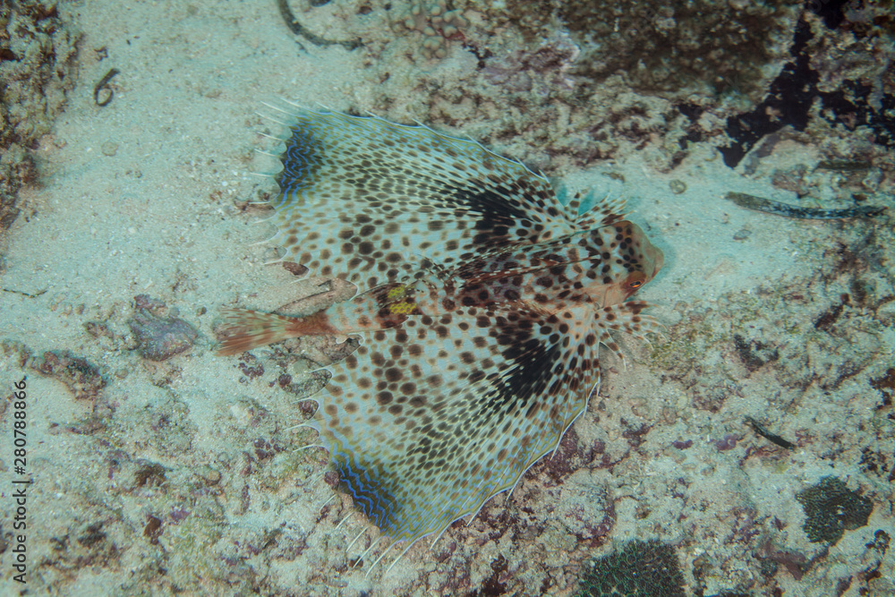 Dactyloptena orientalis, known commonly as the Oriental flying gurnard ...