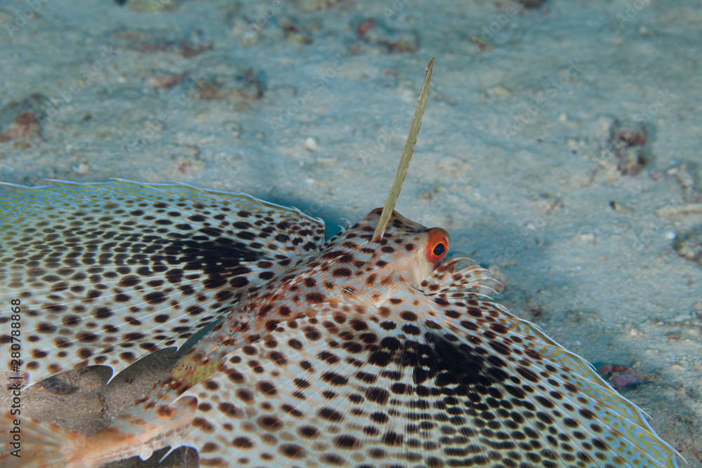 Foto de Stock Dactyloptena orientalis, known commonly as the Oriental ...