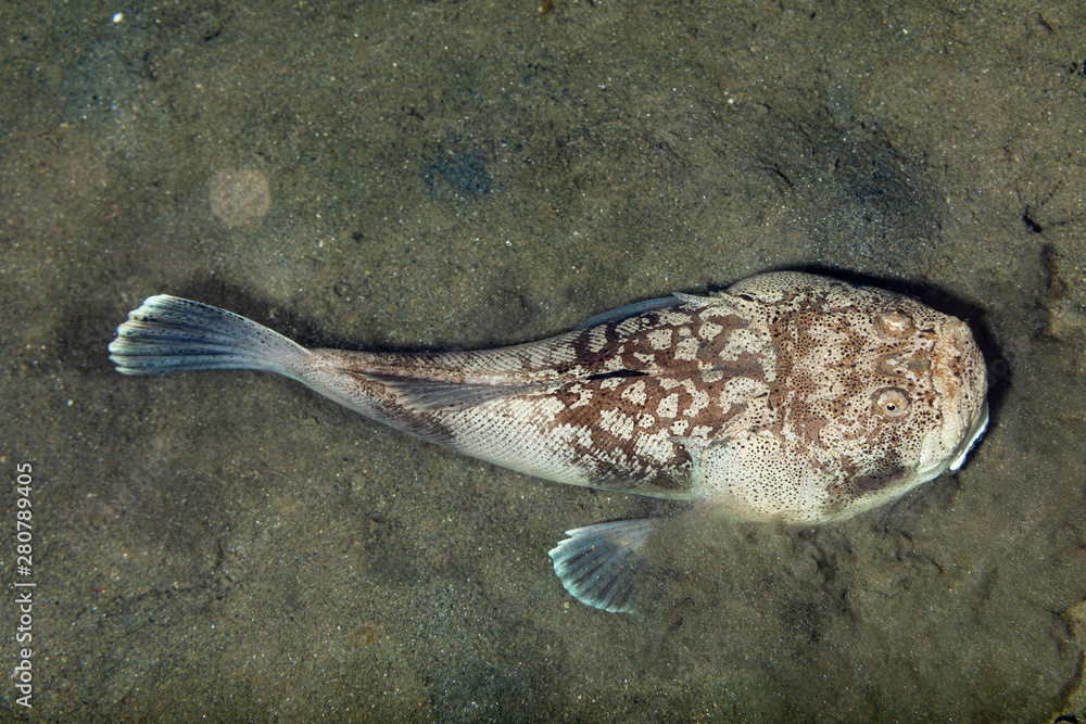 Stock-Foto „Whitemargin stargazer is a fish of family Uranoscopidae ...