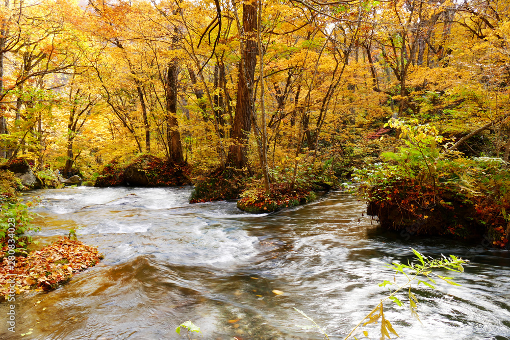 Water stream flowing through the colorful autumn forest with fallen ...