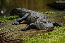 Alligator Free Stock Photo - Public Domain Pictures
