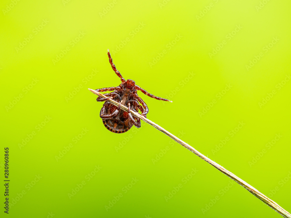 Encephalitis Virus or Lyme Borreliosis Disease or Monkey Fever ...