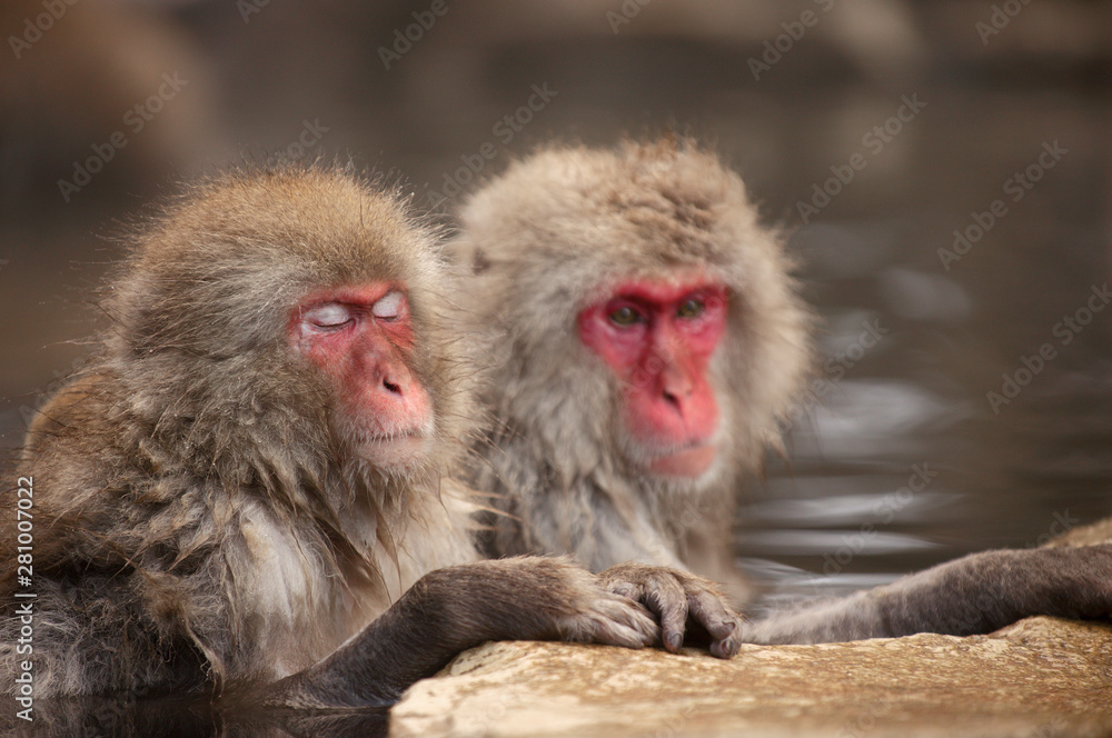 Japanese macaques in hot spring, Jigokudani, Nagano, Japan Stock Photo ...