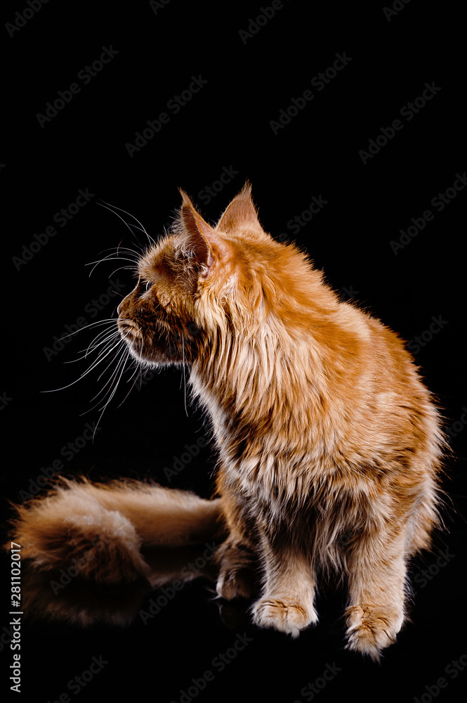 Photoshoot ginger cat champion breed Maine Coon in the studio ...