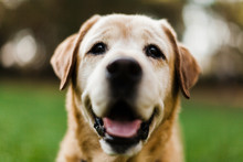 Yellow Lab Portrait Free Stock Photo - Public Domain Pictures