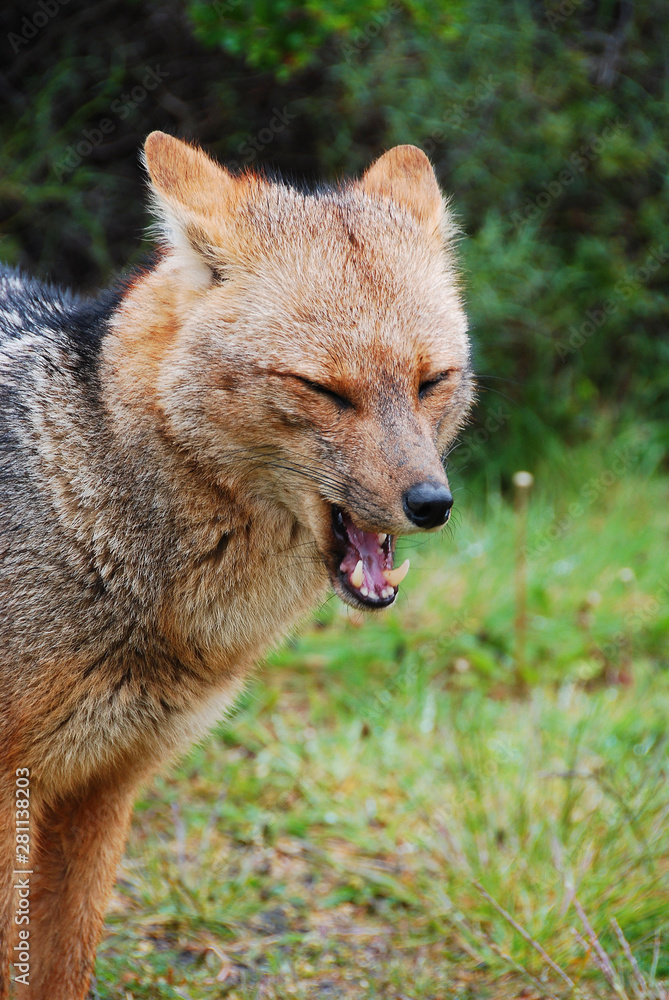 The culpeo (Lycalopex culpaeus), sometimes known as the culpeo zorro or ...