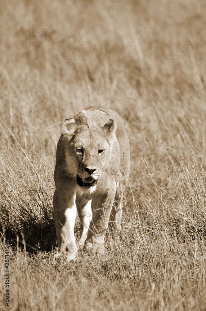 Foto de Stock Lion in Serengeti hosts the largest mammal migration in ...