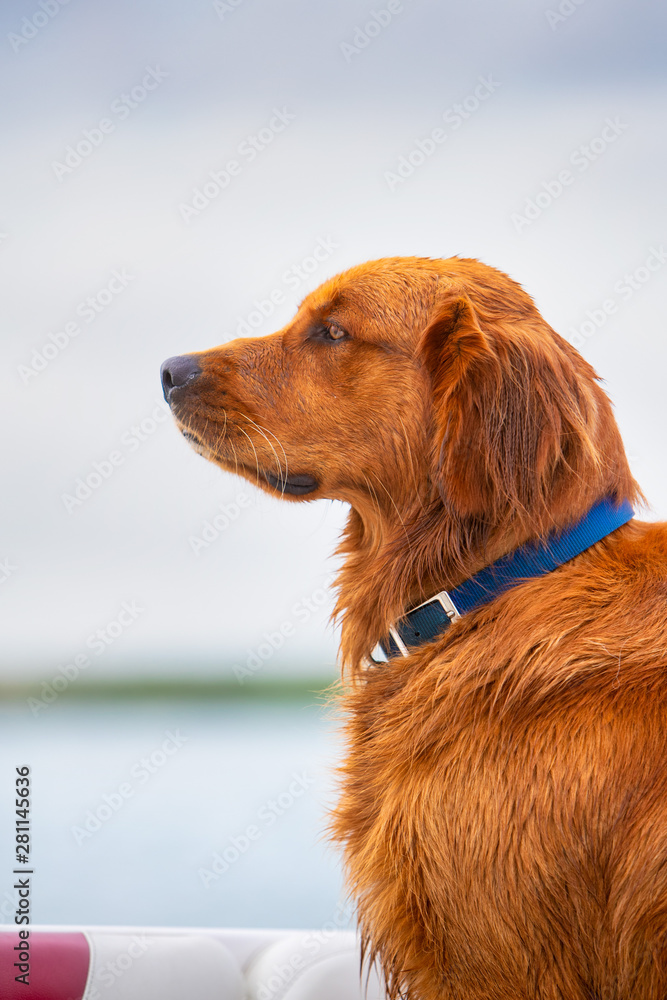 Side-view portrait of a golden retriever dog Stock Photo | Adobe Stock