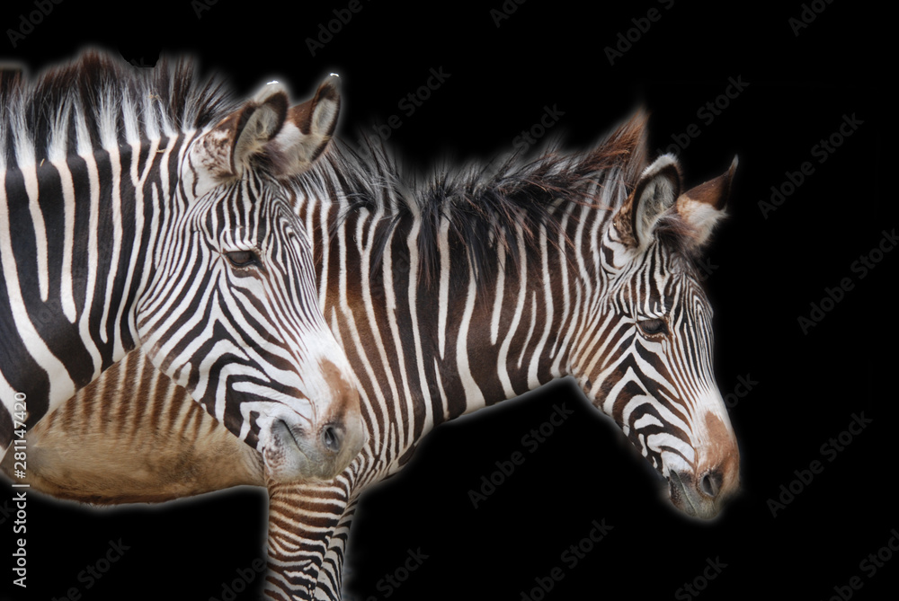 Stock-Foto „The Grevy's zebra (Equus grevyi), also known as the ...