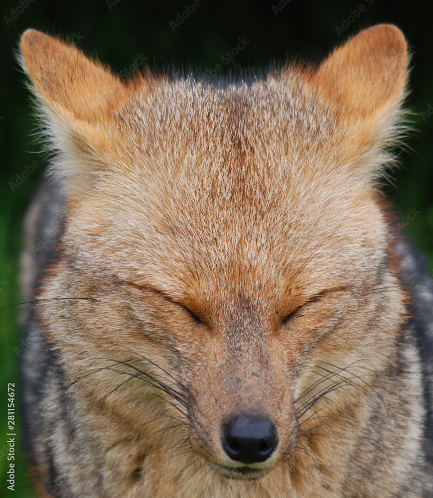 The culpeo (Lycalopex culpaeus), sometimes known as the culpeo zorro or ...