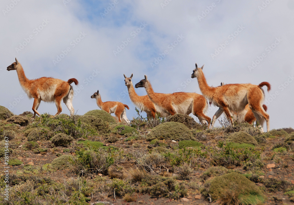 Guanacoes (Lama guanicoe), The name guanaco comes from the South ...