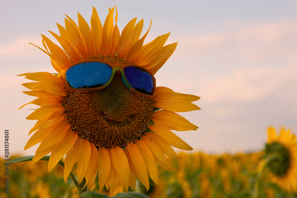 Orange sunflower with a smile in yellow sunglasses with blue glasses in ...