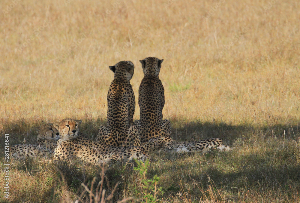 Cheetah group in shade under tree (Acinonyx jubatus), two sitting up ...