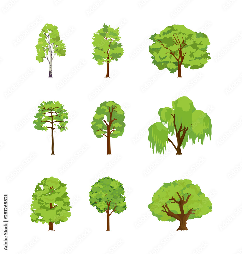 Cartoon trees differents birch poplar elm chestnut willow maple linden ...
