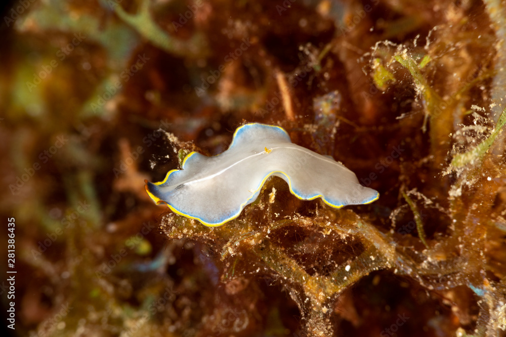 Stock-Foto „The flatworms, flat worms, Platyhelminthes, Plathelminthes ...
